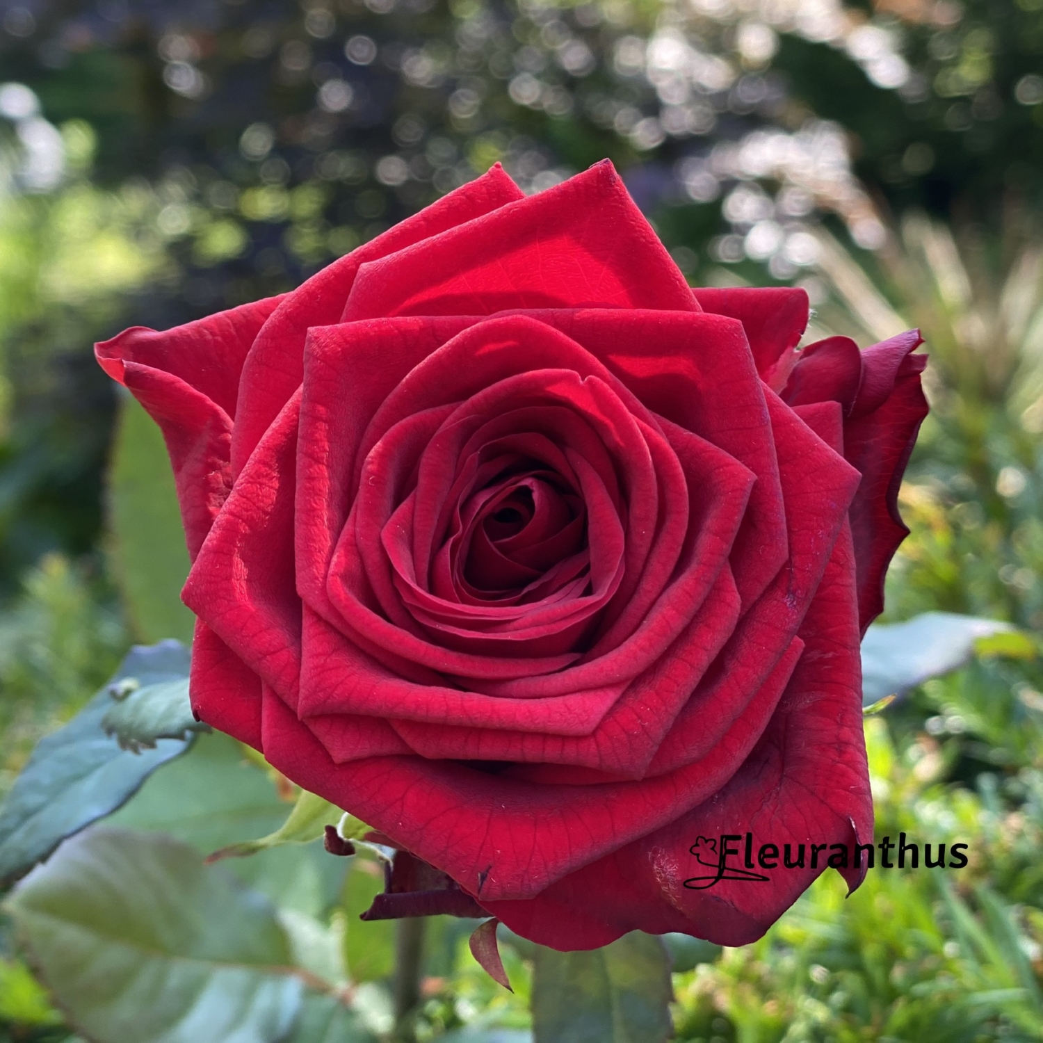 Roze Roos - Fleuranthus
