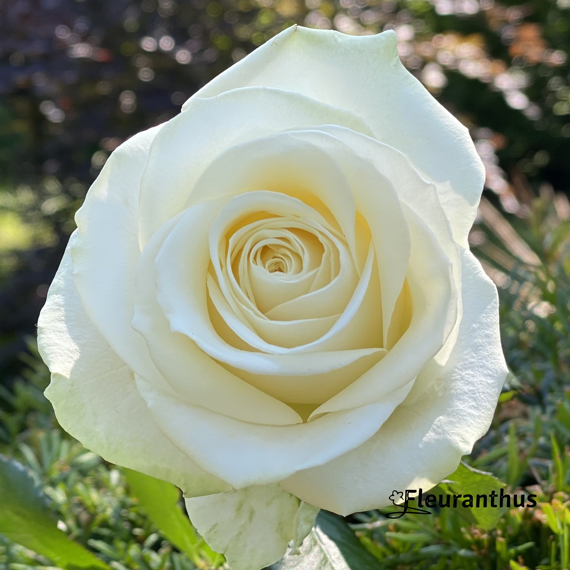 Witte Roos - Fleuranthus